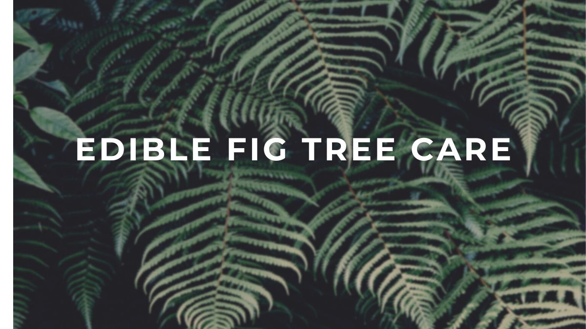 Edible Fig Tree Care: A Complete Guide